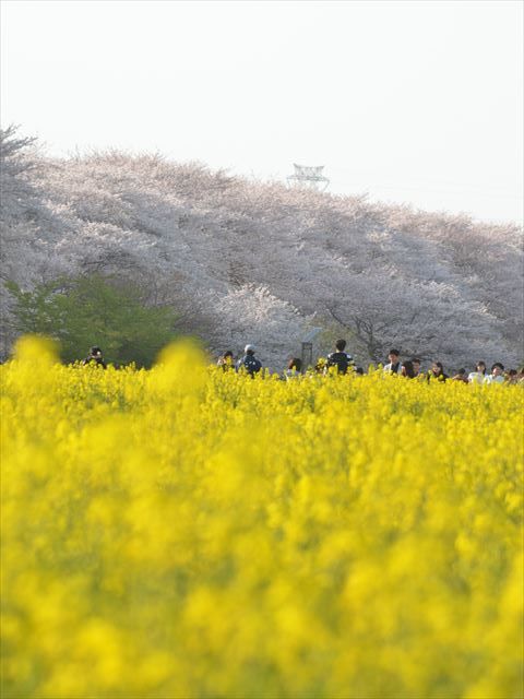 softronics_motorのblog