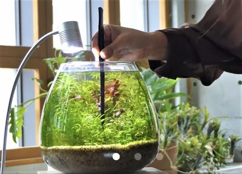 GEX MeGreen(メグリーン)の世界 : SONOアクアプランツファーム水草情報局