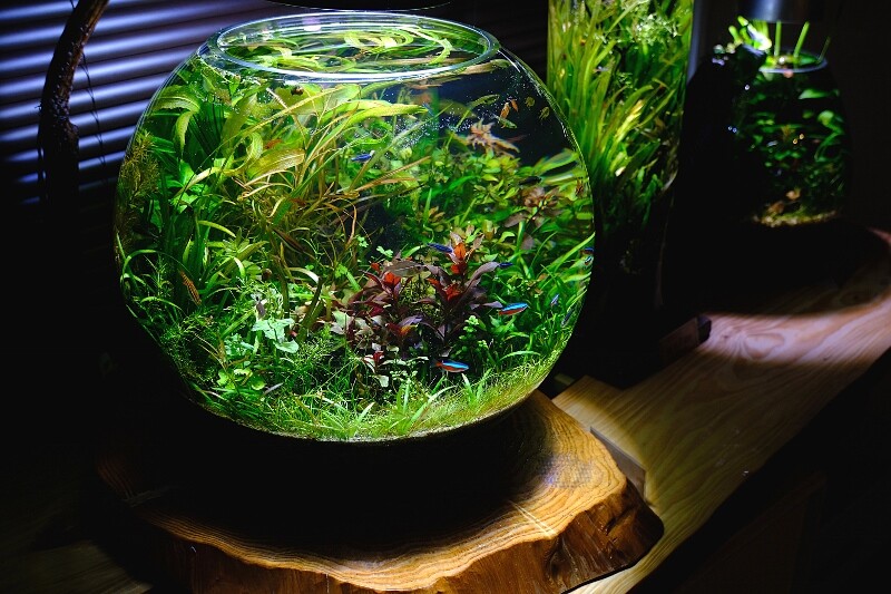 GEX MeGreen(メグリーン)の世界 : SONOアクアプランツファーム水草情報局