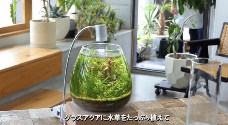 GEX MeGreen(メグリーン)の世界 : SONOアクアプランツファーム水草情報局