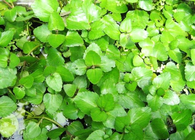 ヒシモドキ Trapella sinensis : SONOアクアプランツファーム水草情報局