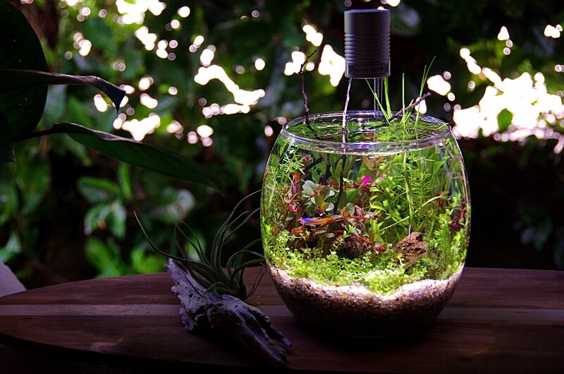 GEX MeGreen(メグリーン)の世界 : SONOアクアプランツファーム水草情報局