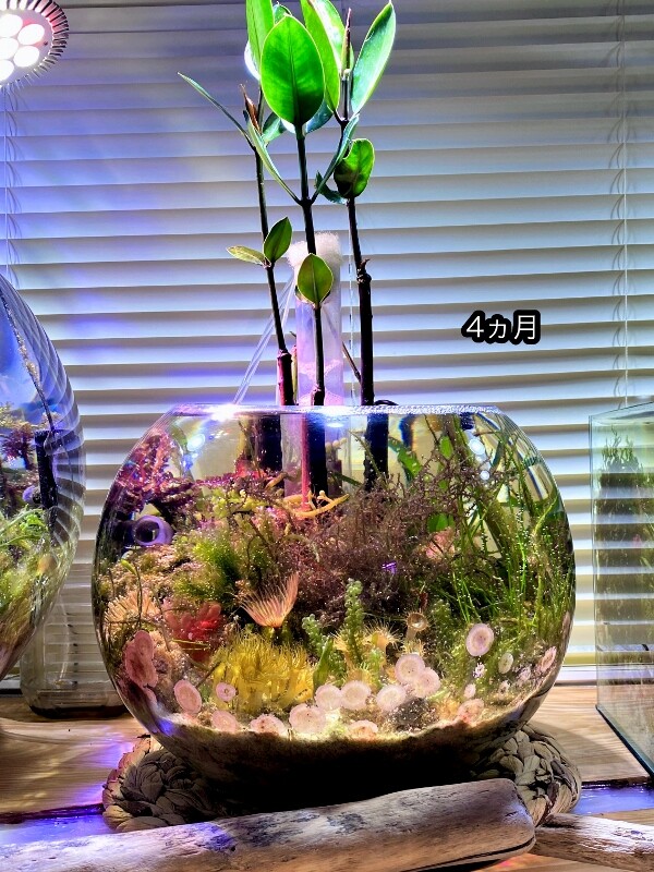 無知の知〜Marin Bottle Aquarium〜 : SONOアクアプランツファーム水草･海藻情報局