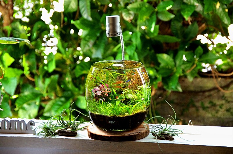 GEXさんとのLIVE「MeGreen－メソッドの世界」 : SONOアクアプランツファーム水草･海藻情報局