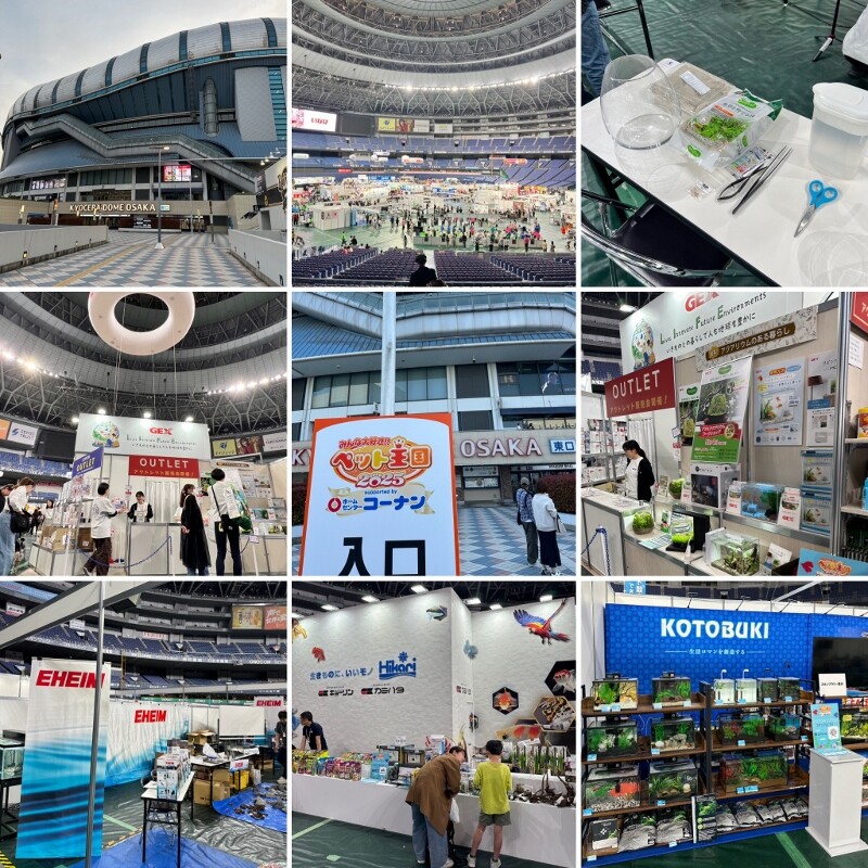 『GEX MeGreen グラスアクアリウム WS』開催報告 : SONOアクアプランツファーム水草･海藻情報局