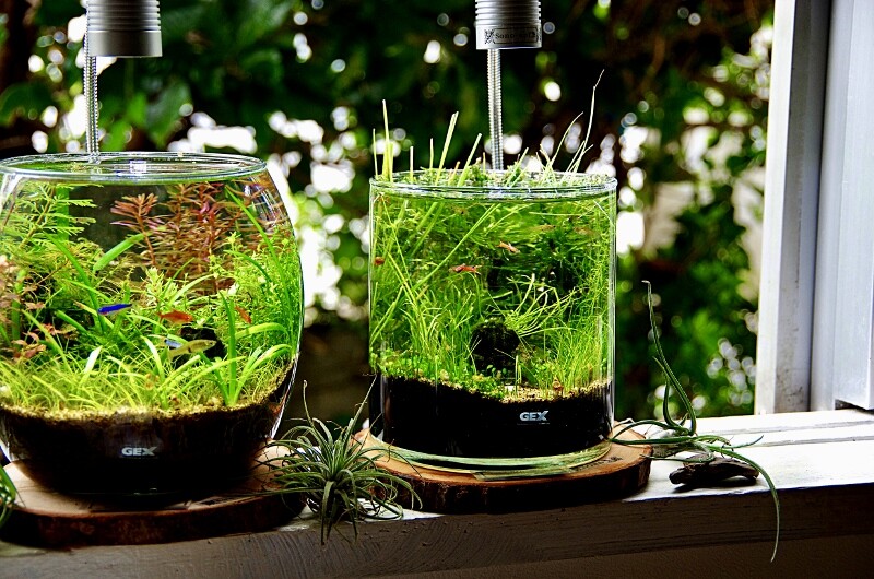 GEXさんとのLIVE「MeGreen－メソッドの世界」 : SONOアクアプランツファーム水草･海藻情報局