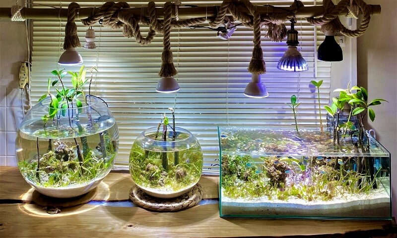 無知の知〜Marin Bottle Aquarium〜 : SONOアクアプランツファーム水草･海藻情報局