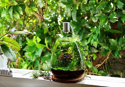 GEX MeGreen(メグリーン)の世界 : SONOアクアプランツファーム水草情報局