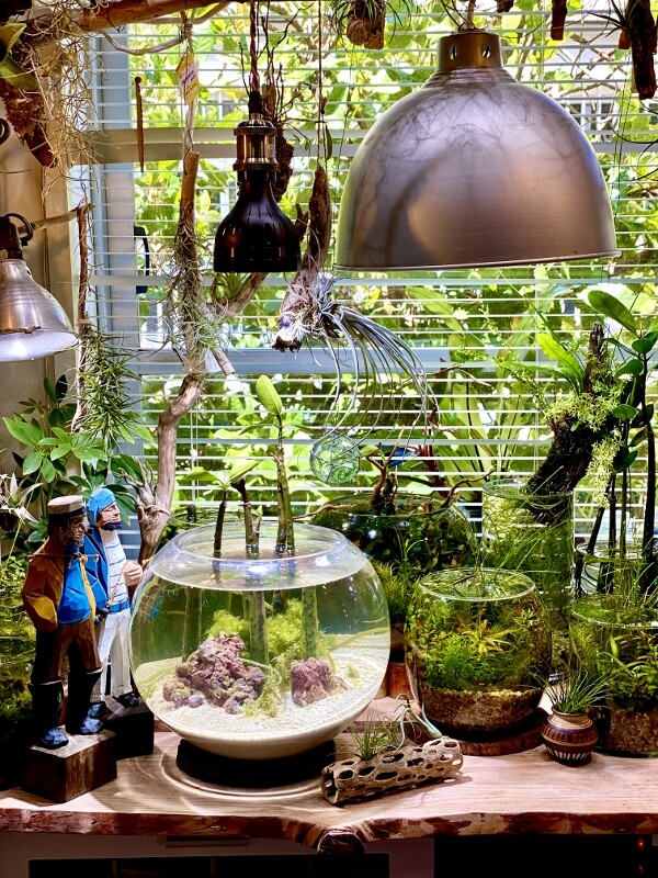 無知の知〜Marin Bottle Aquarium〜 : SONOアクアプランツファーム水草･海藻情報局