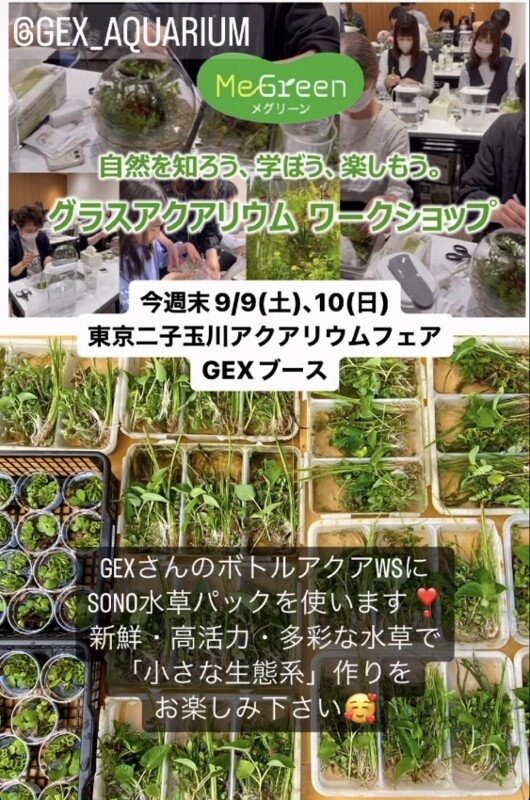 SONO水草パック内容！(2023.9/9-10：GEX-ボトルアクアWS in 東京二子玉川アクアリウムフェア） : SONOアクアプランツファーム水草情報局