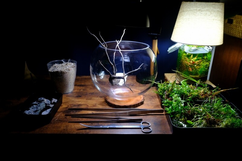 GEX MeGreen(メグリーン)の世界 : SONOアクアプランツファーム水草情報局