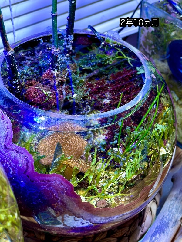 無知の知〜Marin Bottle Aquarium〜 : SONOアクアプランツファーム水草･海藻情報局