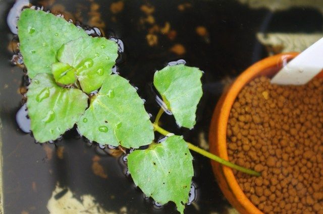 ヒシモドキ Trapella sinensis : SONOアクアプランツファーム水草情報局