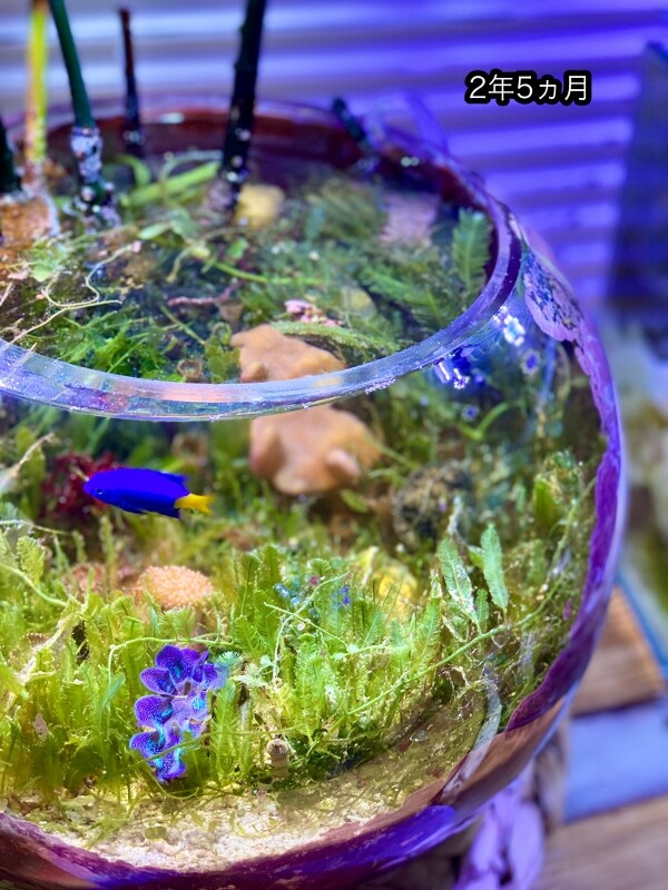 無知の知〜Marin Bottle Aquarium〜 : SONOアクアプランツファーム水草･海藻情報局