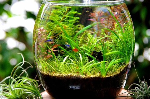 GEX MeGreen(メグリーン)の世界 : SONOアクアプランツファーム水草情報局