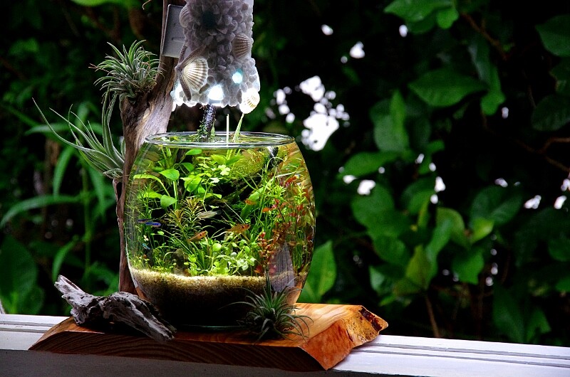 GEX MeGreen(メグリーン)の世界 : SONOアクアプランツファーム水草情報局