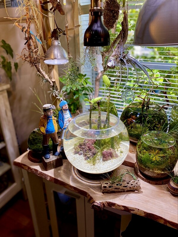 無知の知〜Marin Bottle Aquarium〜 : SONOアクアプランツファーム水草･海藻情報局