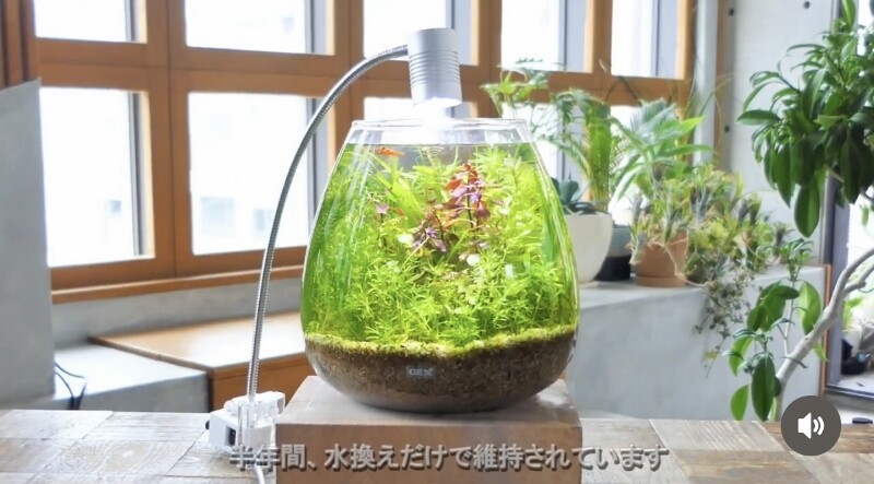 GEX MeGreen(メグリーン)の世界 : SONOアクアプランツファーム水草情報局