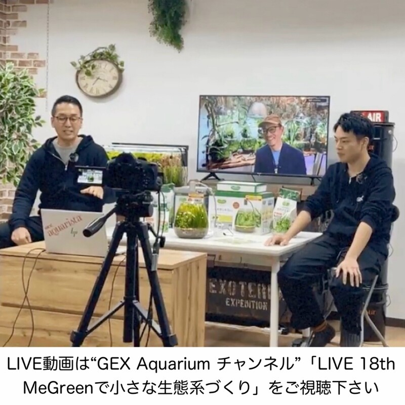GEX MeGreen(メグリーン)の世界 : SONOアクアプランツファーム水草情報局
