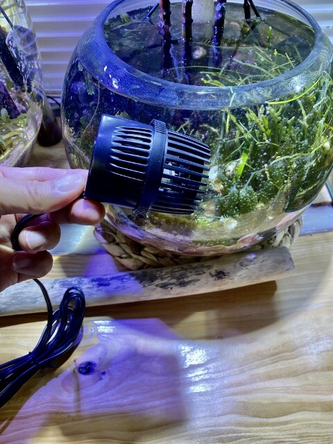 無知の知〜Marin Bottle Aquarium〜 : SONOアクアプランツファーム水草･海藻情報局