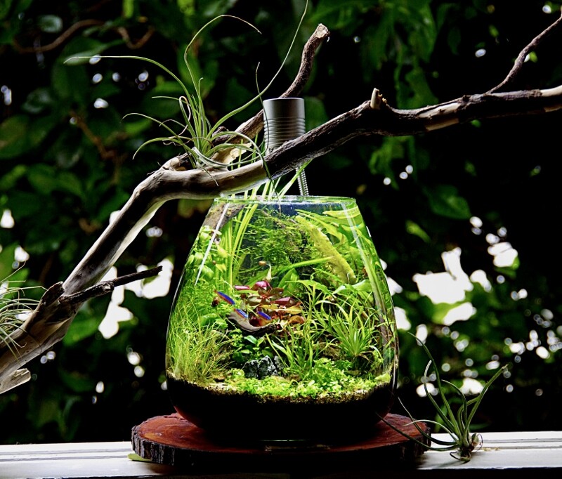 GEX MeGreen(メグリーン)の世界 : SONOアクアプランツファーム水草情報局