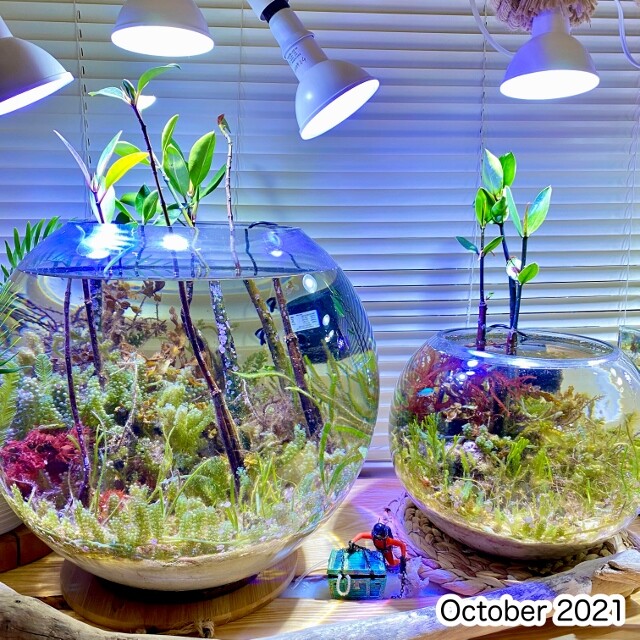 無知の知〜Marin Bottle Aquarium〜 : SONOアクアプランツファーム水草･海藻情報局