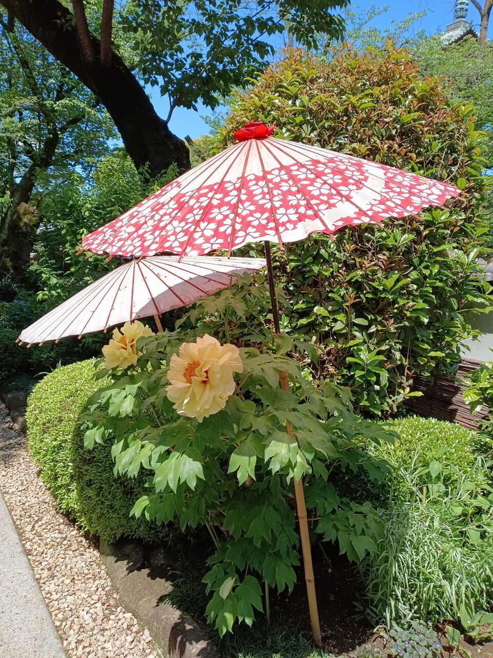 Episode 339: The one-eyed Sun! : Sora-chanism：enjoy meditation