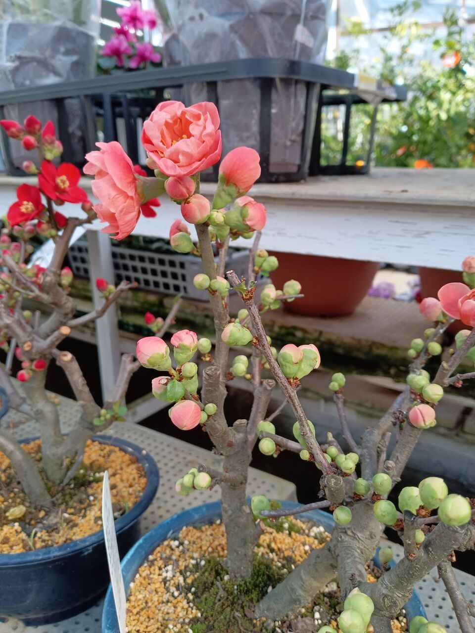 Episode 119: Searching for Jesus' Tomb in Aomori : Sora-chanism：enjoy ...