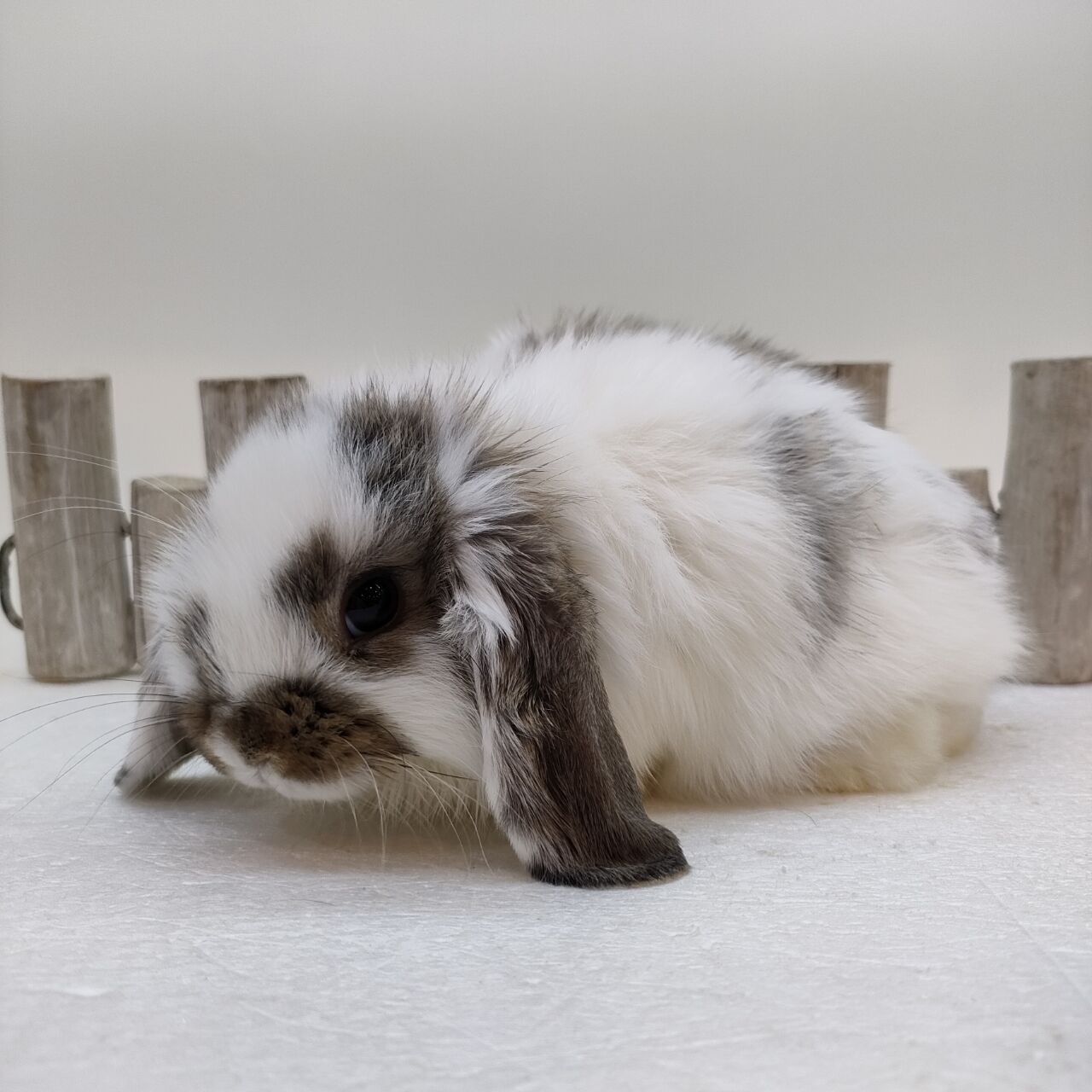 NO.230107A : 空とぶうさぎ本店