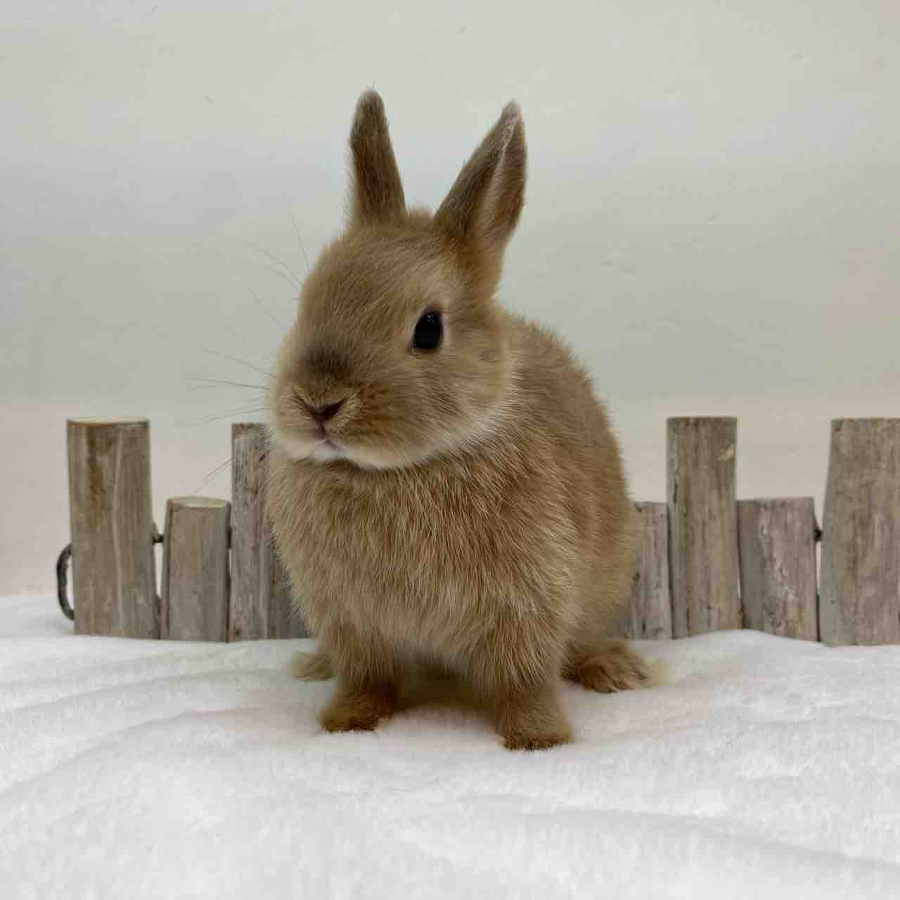 NO.251127A : 空とぶうさぎ本店