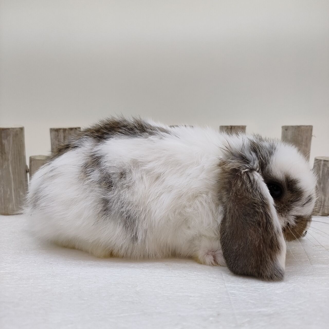 NO.230107A : 空とぶうさぎ本店