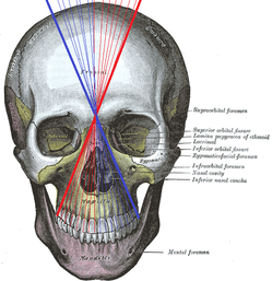 脳の中の小人 : 遠藤治療室 SOT メソッド カイロプラクティック 頭蓋オステオパシー specific-blog @小田急 読売ランド前駅 ...