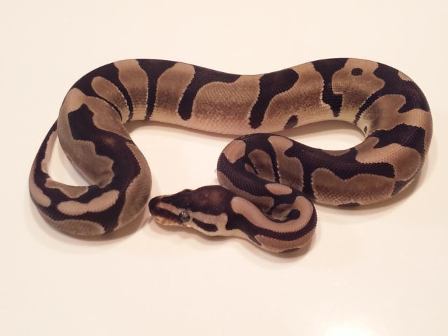 SPIRAL BLOG : AXANTHIC ②