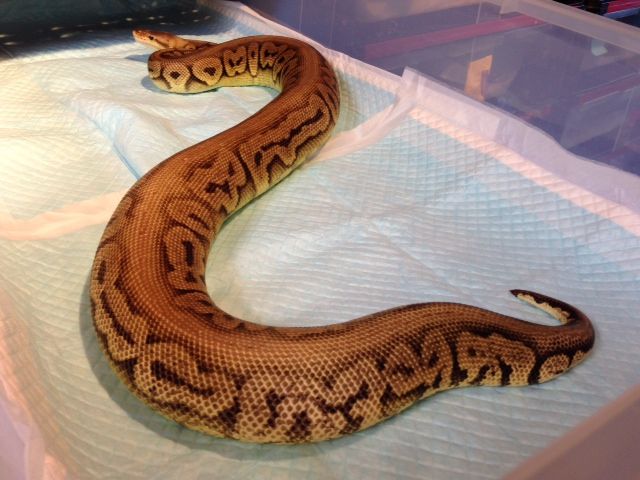 SPIRAL BLOG : ☆ HET RED AXAN