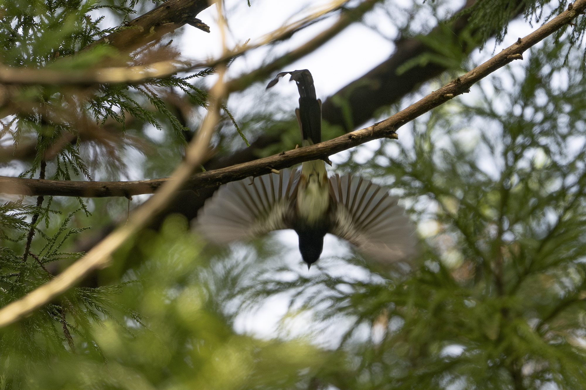 神奈川 20250601 : 週末探鳥日記
