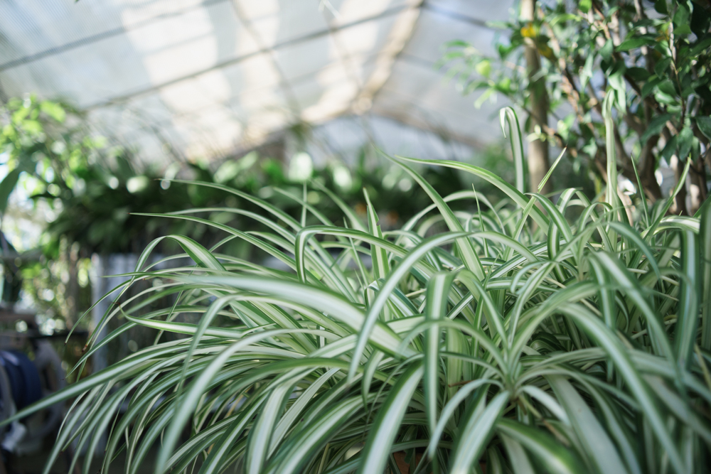 Distagon 35mm F2.8 MMJ Distagon 35mm F1.4 MMJ 比較撮影 Distagon 35mm F2.8 MMJ Distagon 35mm F1.4 MMJ 比較撮影