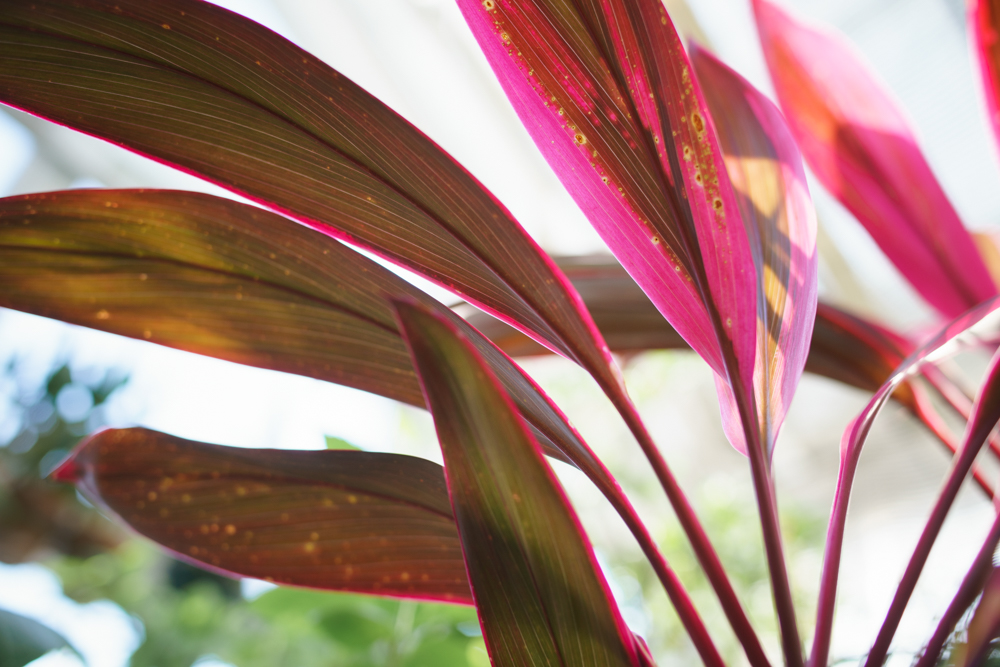 Distagon 35mm F2.8 MMJ Distagon 35mm F1.4 MMJ 比較撮影 Distagon 35mm F2.8 MMJ Distagon 35mm F1.4 MMJ 比較撮影