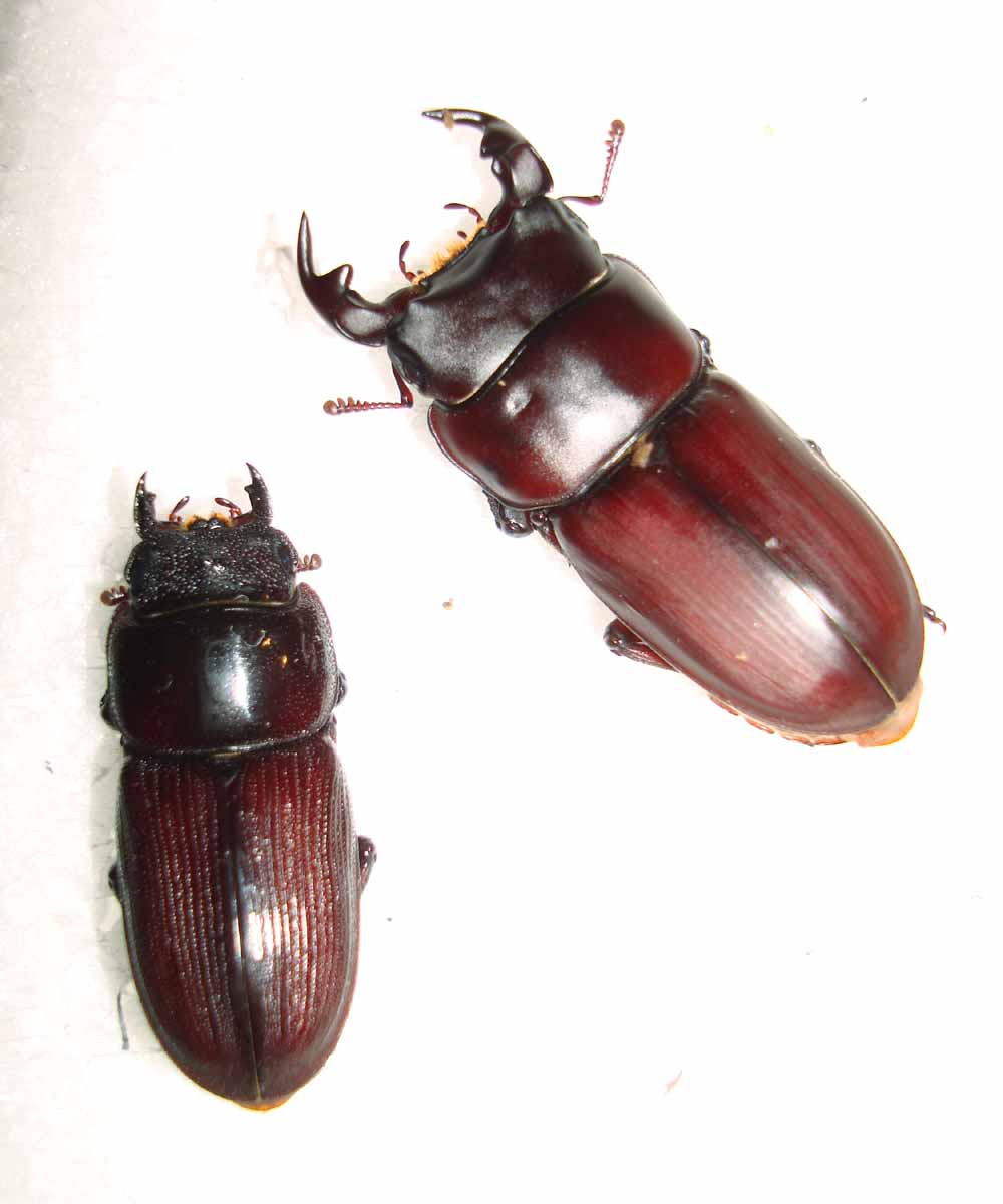 今日の昆虫:今日の昆虫91(Dorcus musimon)