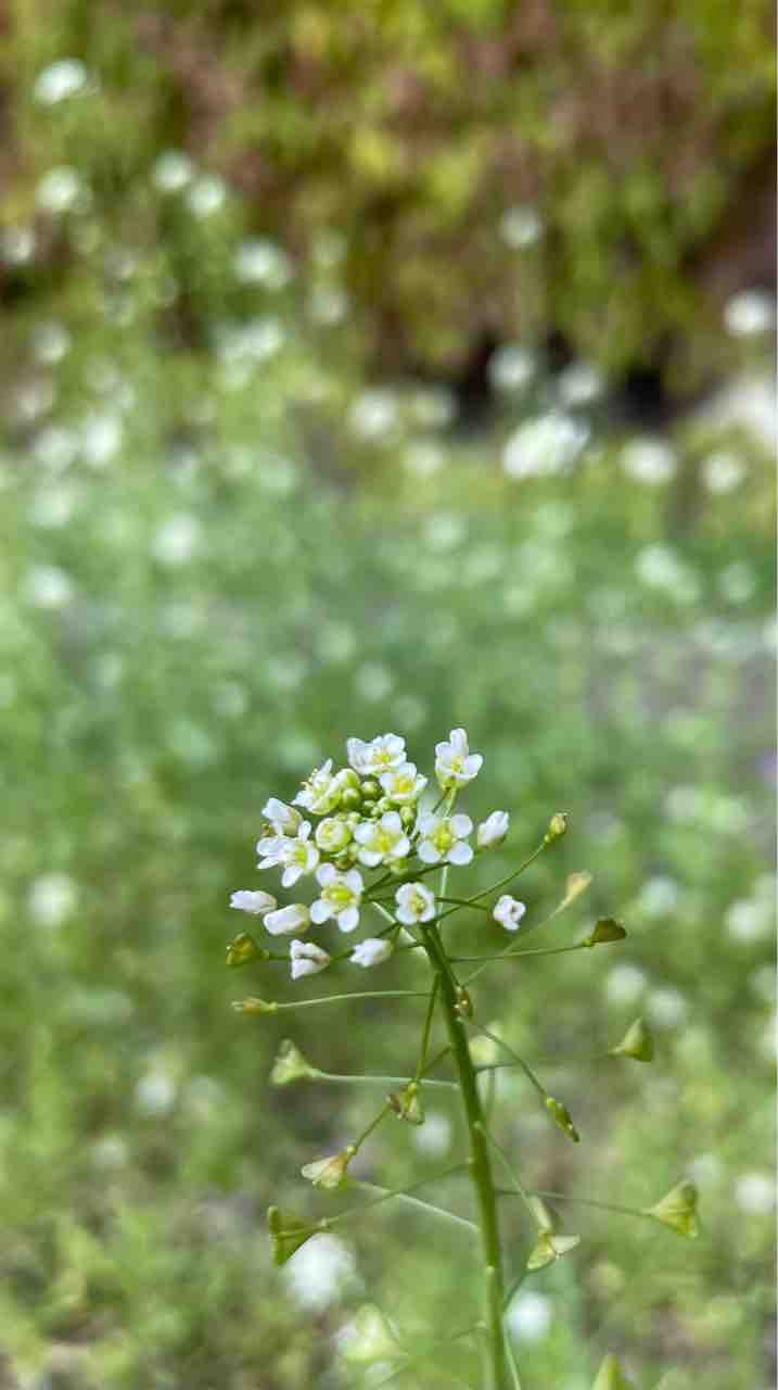 同窓会展無事終了 : IROを織る、IROを描く、iroiro！ 2