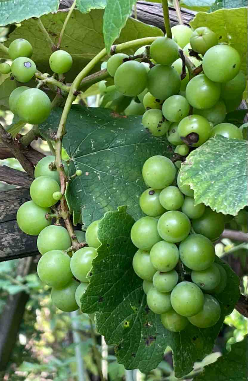 半夏生の今日、知っていたのか？たまたま？ : IROを織る、IROを描く、iroiro！ 2