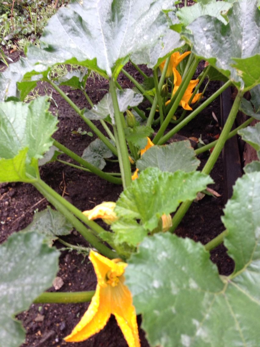 あれから半年、、！ : IROを織る、IROを描く、iroiro！ 2