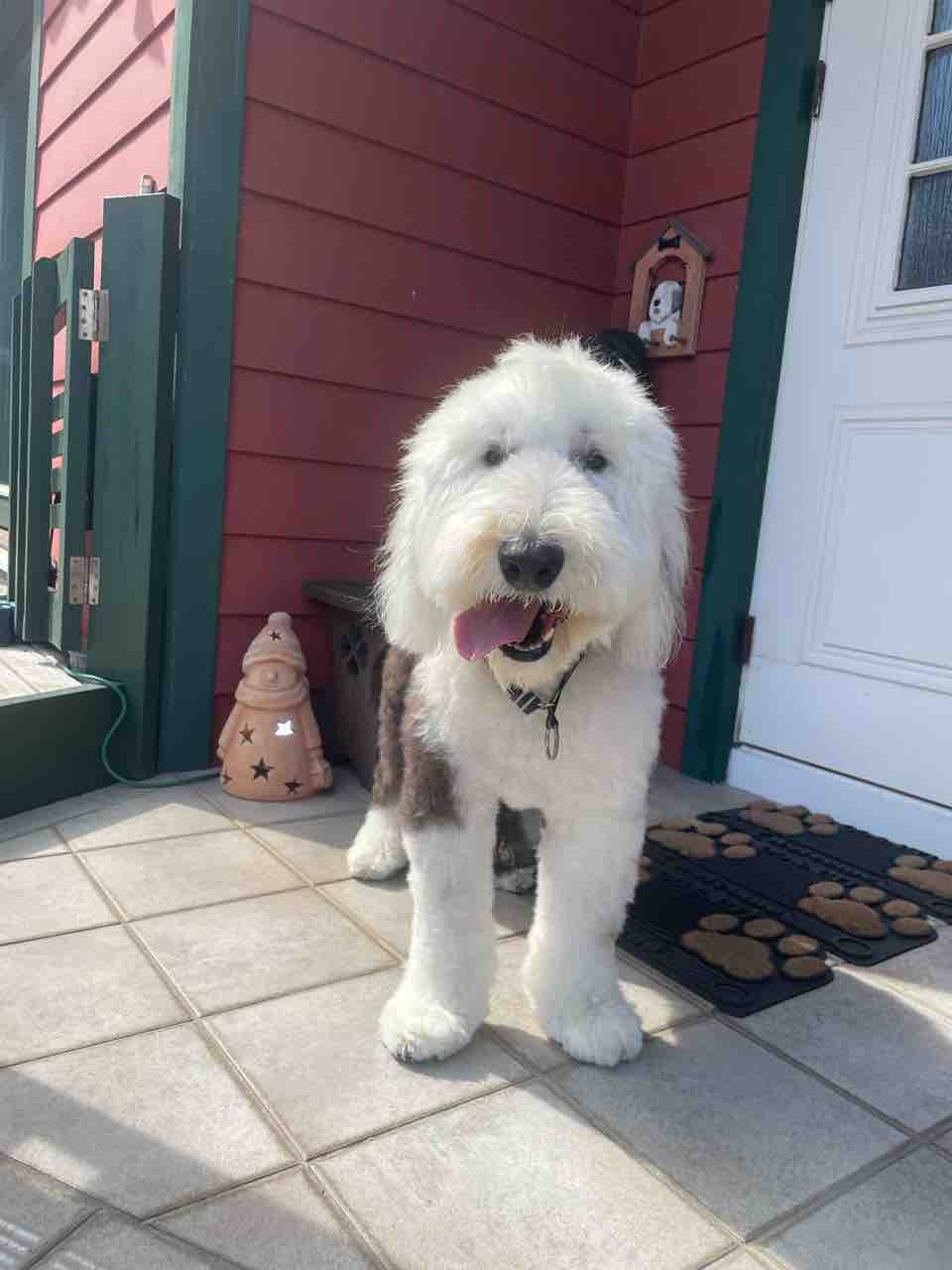 暑いけど、でも僕元気でしゅ : IROを織る、IROを描く、iroiro！ 2