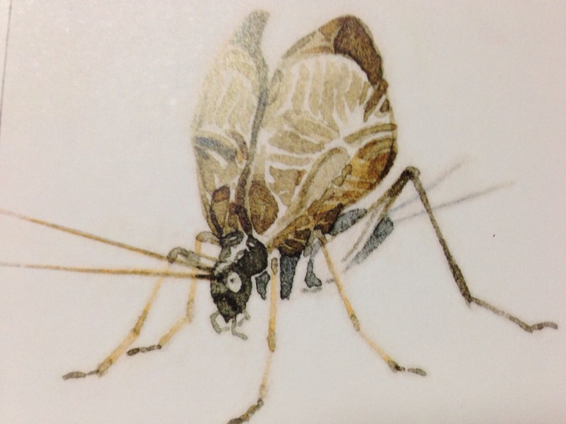 虫の声を聞きながら！ : IROを織る、IROを描く、iroiro！ 2