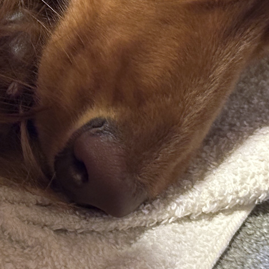 5/3 なんばーわん : Studio Trefle