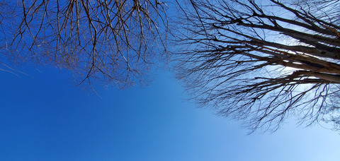 1/26 解氷 : Studio Trefle