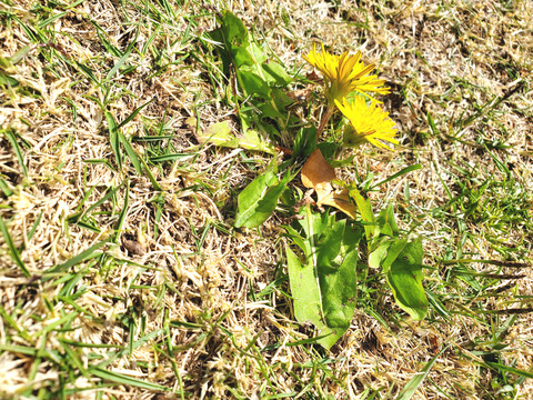 4/9 母なる大地 : Studio Trefle