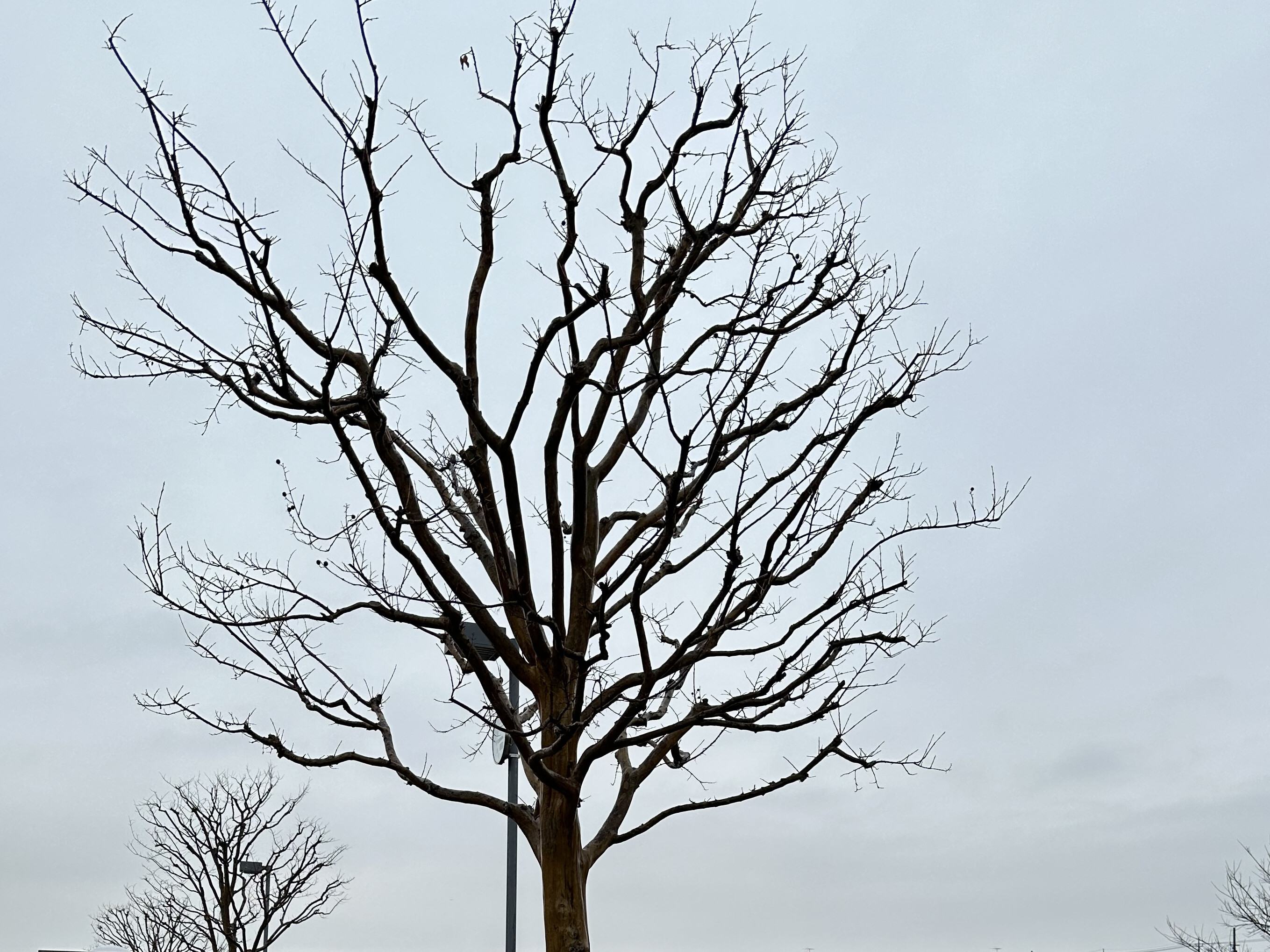 3/6 咲くまで : Studio Trefle