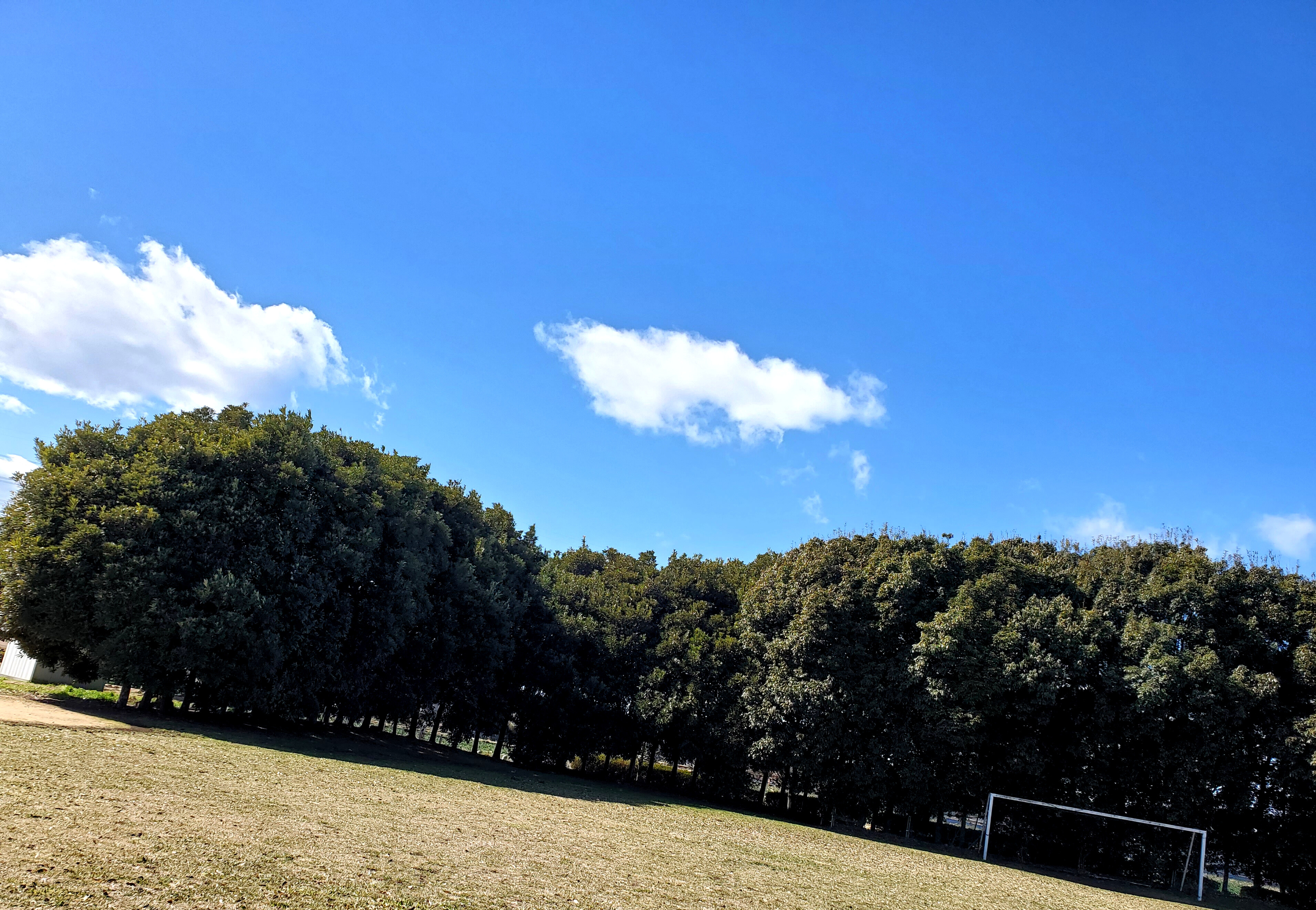 2/16 この木なんの木 : Studio Trefle