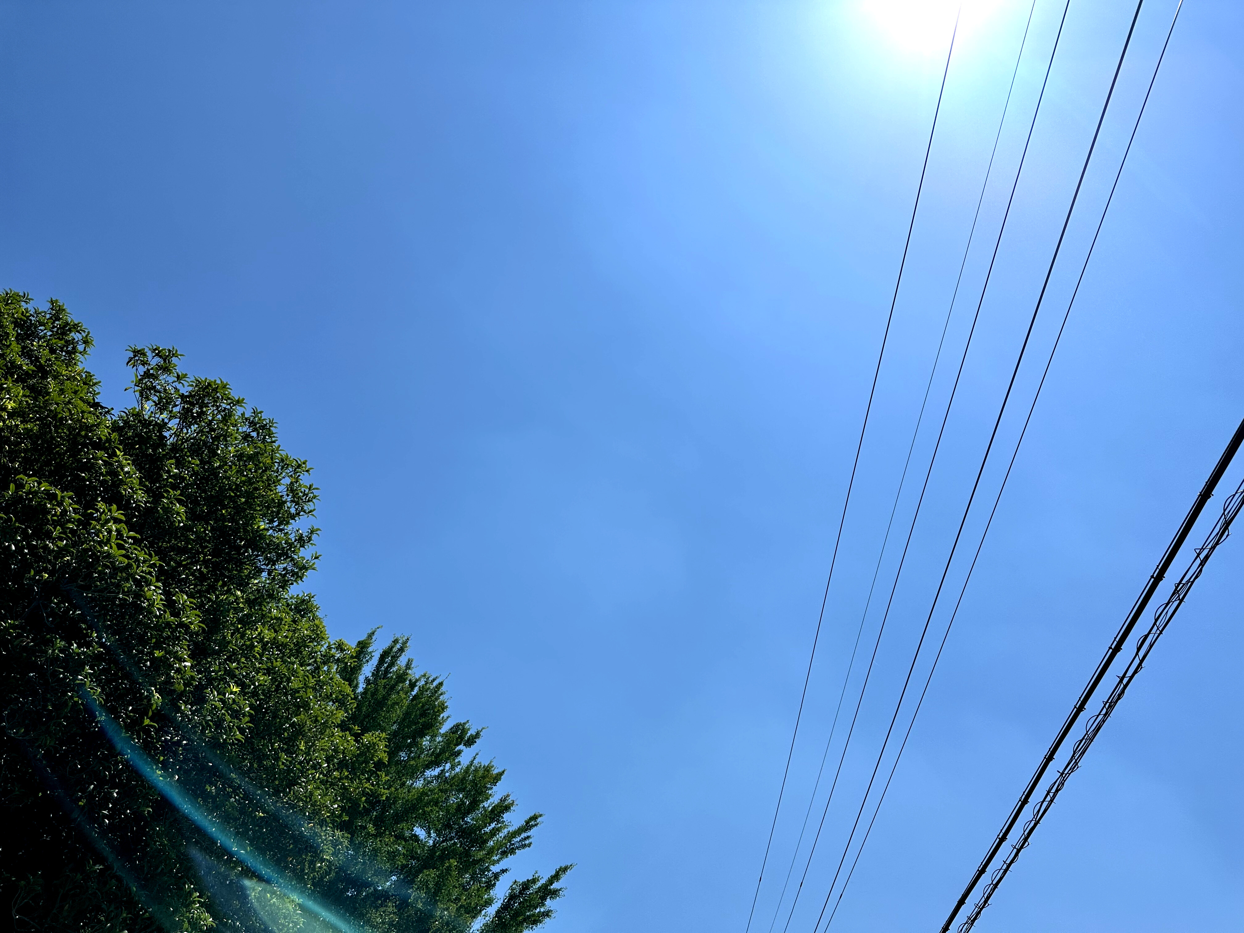 6/15 幻の夏 : Studio Trefle