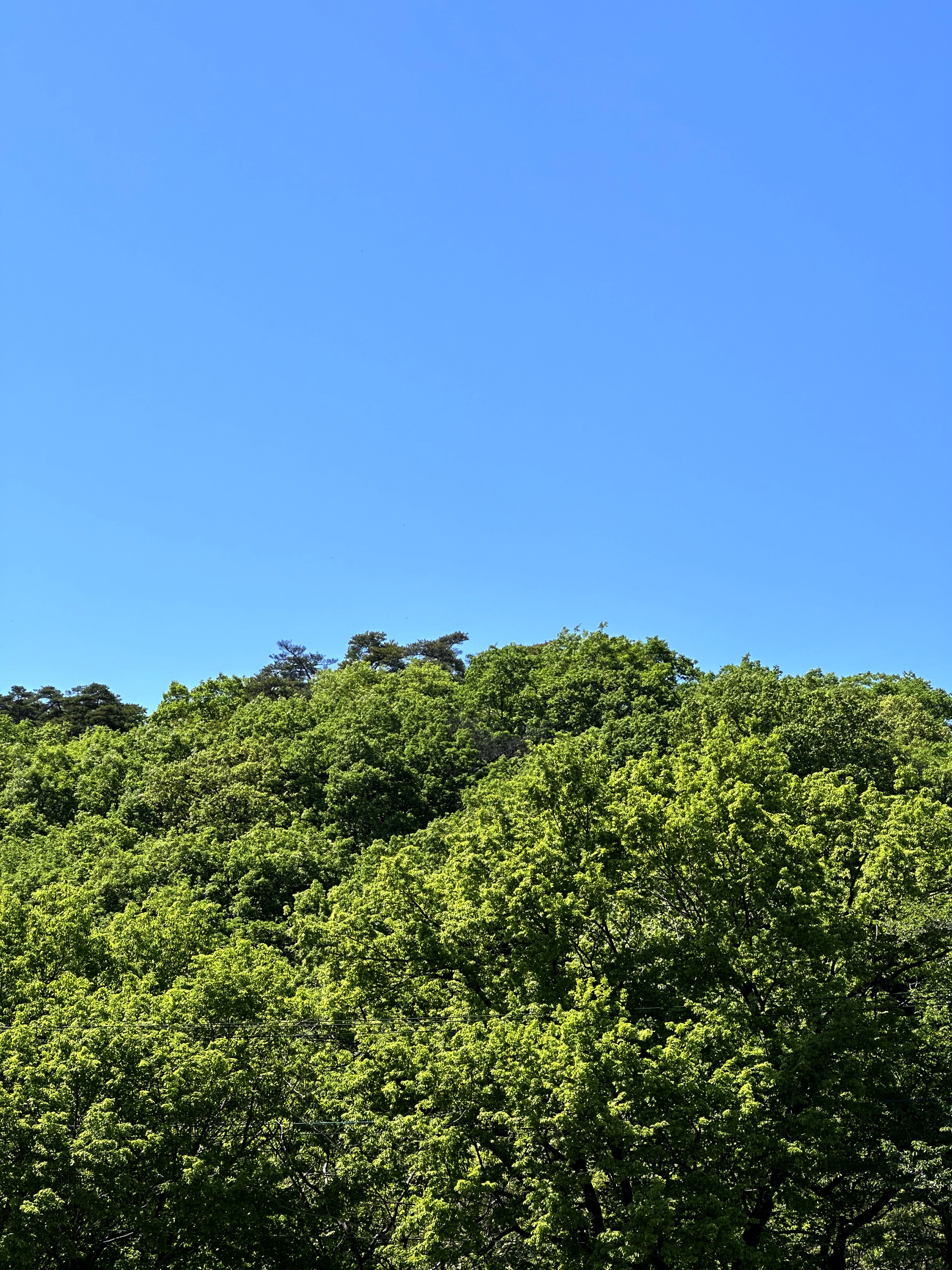 4/24 此の木 : Studio Trefle